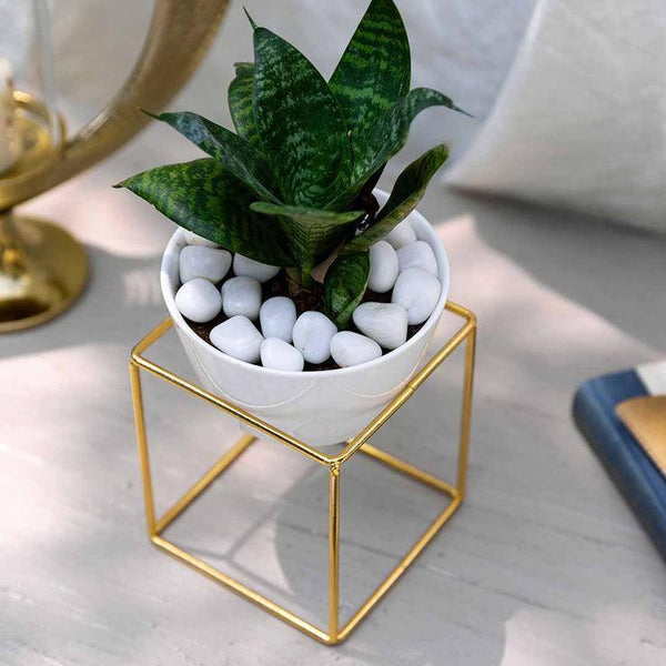 Buy White Gold Square Planter & Indoor White Gold Planter - Ikiru — IKIRU